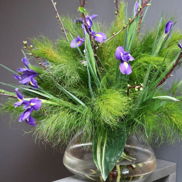 DGC | Get started with the striking Iris